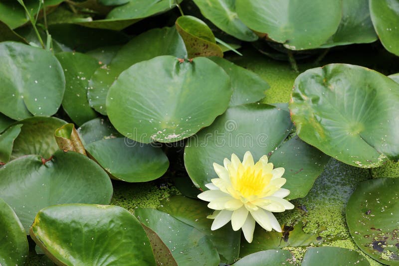 Nature. Photo of Beautiful Nymphaea Flower Stock Photo - Image of ...