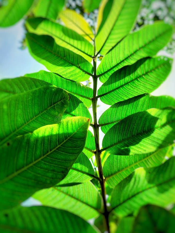 Nature Photo Leaf is Looking at Sky Stock Image - Image of leaf, nature ...