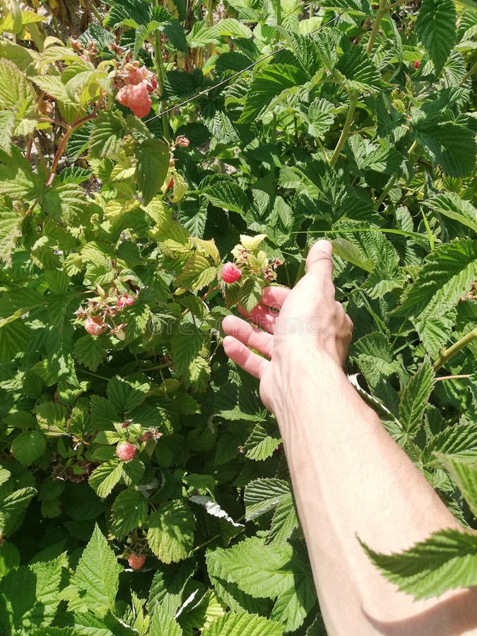 Nature photo raspberry stock image. Image of produce - 258877149