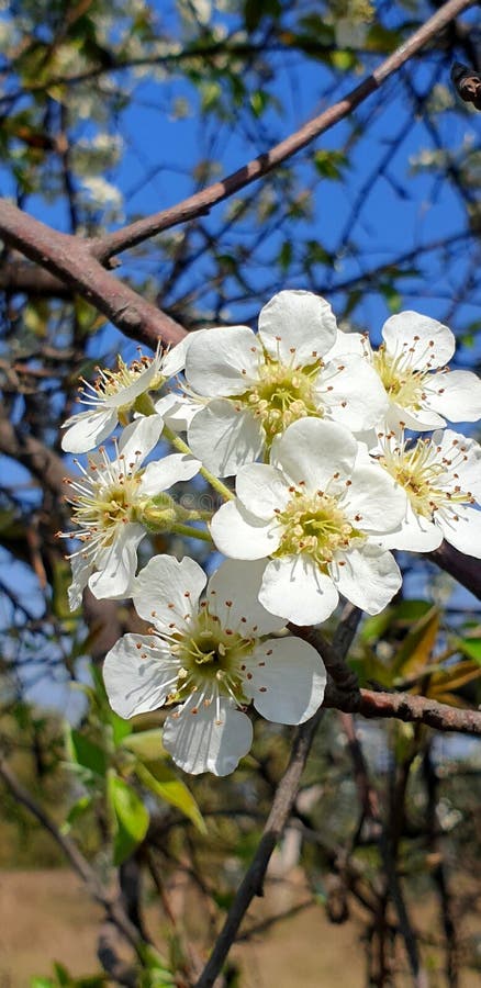 White Flower capture stock photo. Image of tree, flower - 270352214