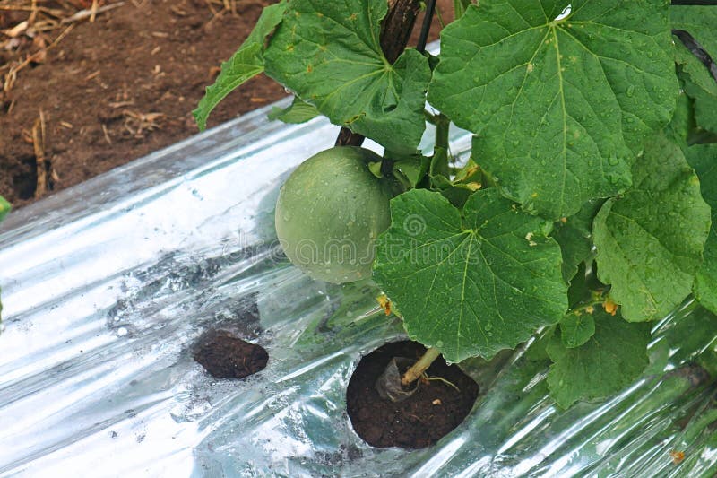 Close-up of Melon Fruit and Tree Stock Image - Image of industry, soil ...