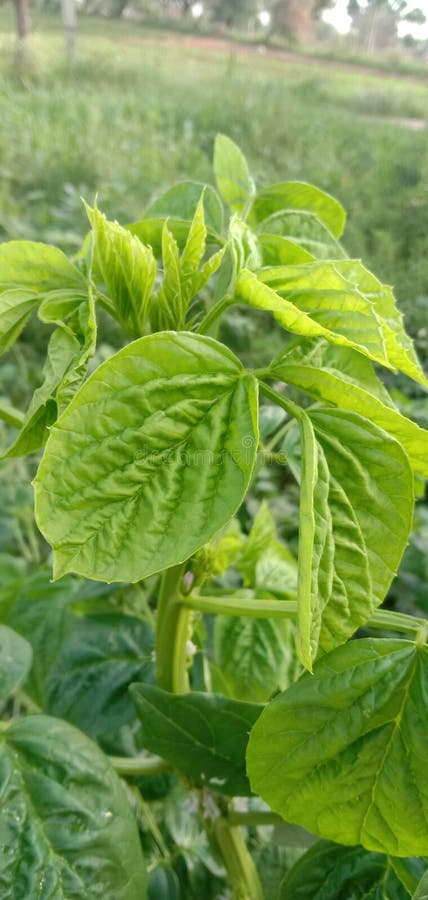 Nature Photography Plants Morning Click Stock Photo - Image of fruit ...