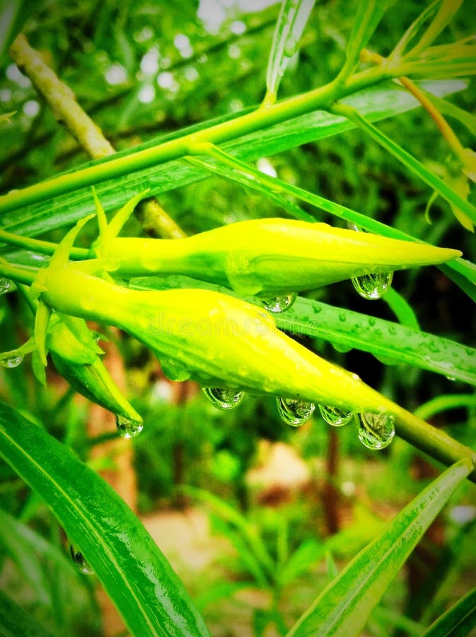 Nature Photography by the Rain Effects Stock Photo - Image of rain ...