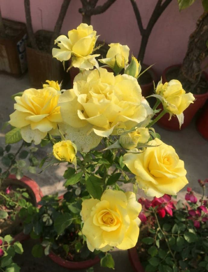 Nature photography rose stock image. Image of flower - 218036487