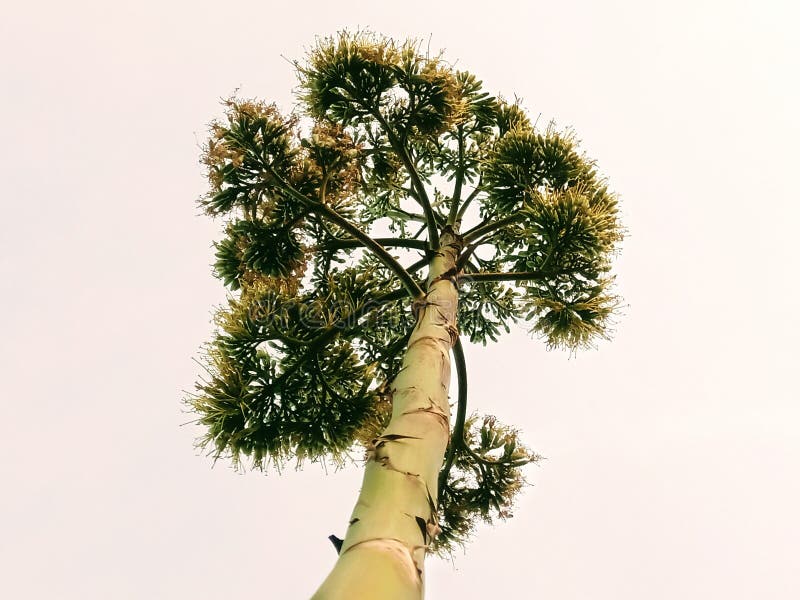 Nature Photography Trees Best Free Look Stock Image - Image of trees ...