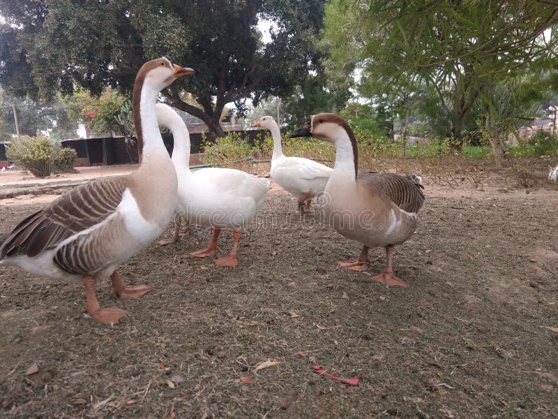 Nature stock image. Image of sanchi, animals, stoop - 110168161