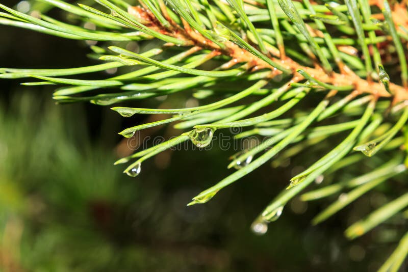 Nature,pine stock photo. Image of nature, rain, water - 43359064