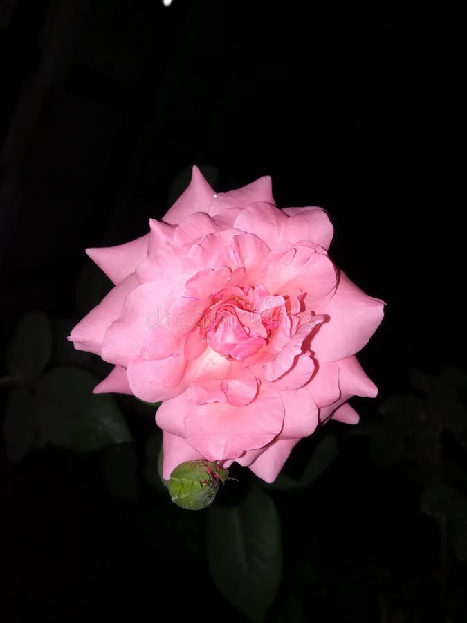 Nature Pink Ross Flower of Sri Lanka Stock Image - Image of beautiful ...