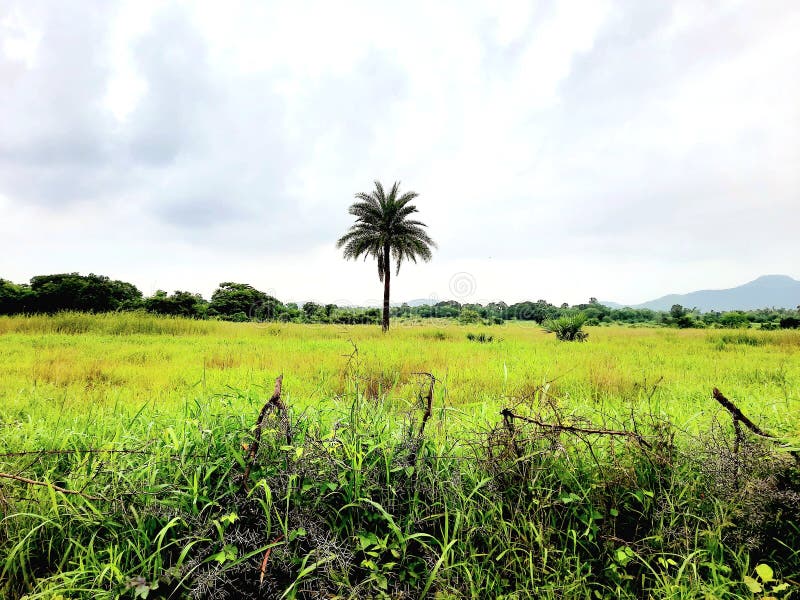 Nature Plam Tree Rice Paddel Cloud Stock Image - Image of plam, tree ...
