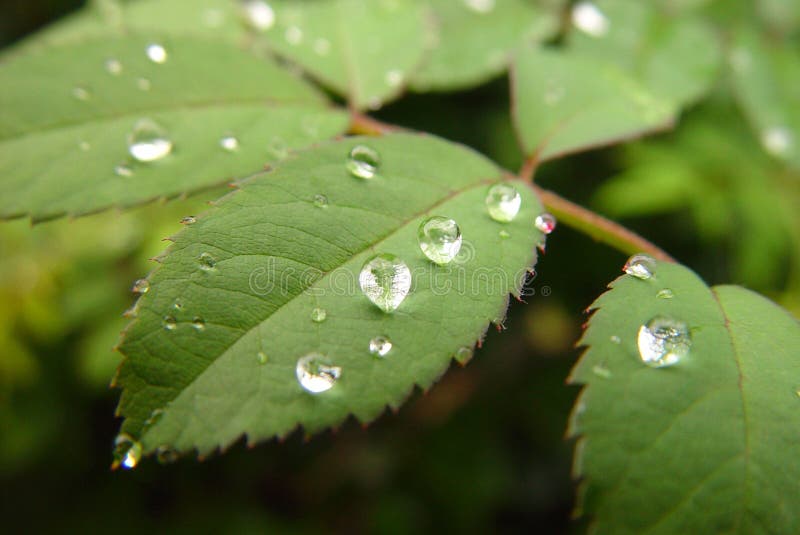 Nature stock photo. Image of leaf, ruff, closeup, neck - 82409462
