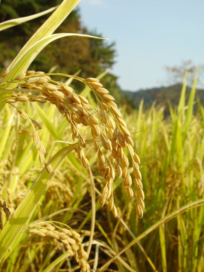 Nature stock image. Image of outdoors, ruff, crop, rice - 82409653