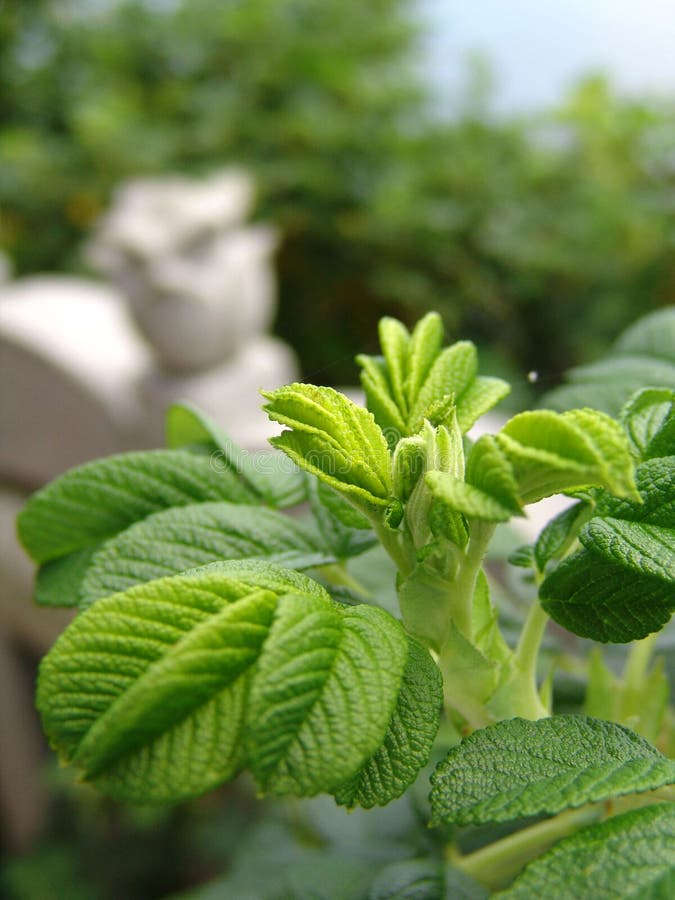 Nature stock image. Image of tree, thread, stem, ruff - 82409887