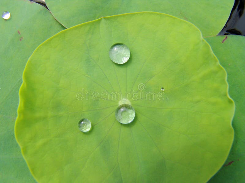 Nature stock photo. Image of ruff, surface, outdoors - 82410226