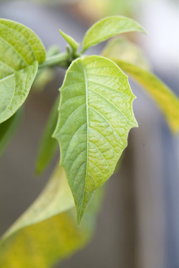 Nature stock photo. Image of plant, thread, trunk, outdoors - 82414702
