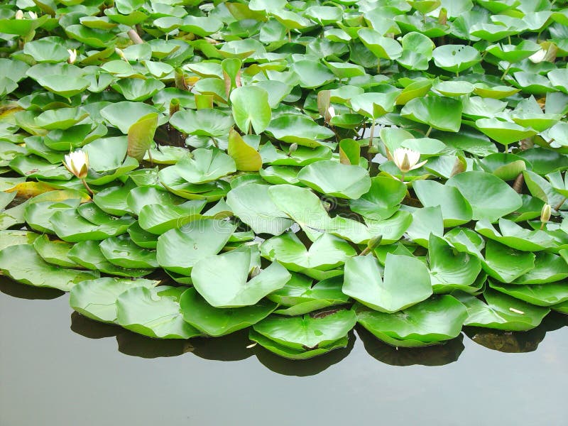 Nature stock photo. Image of ruff, outdoors, water, plant - 82415508