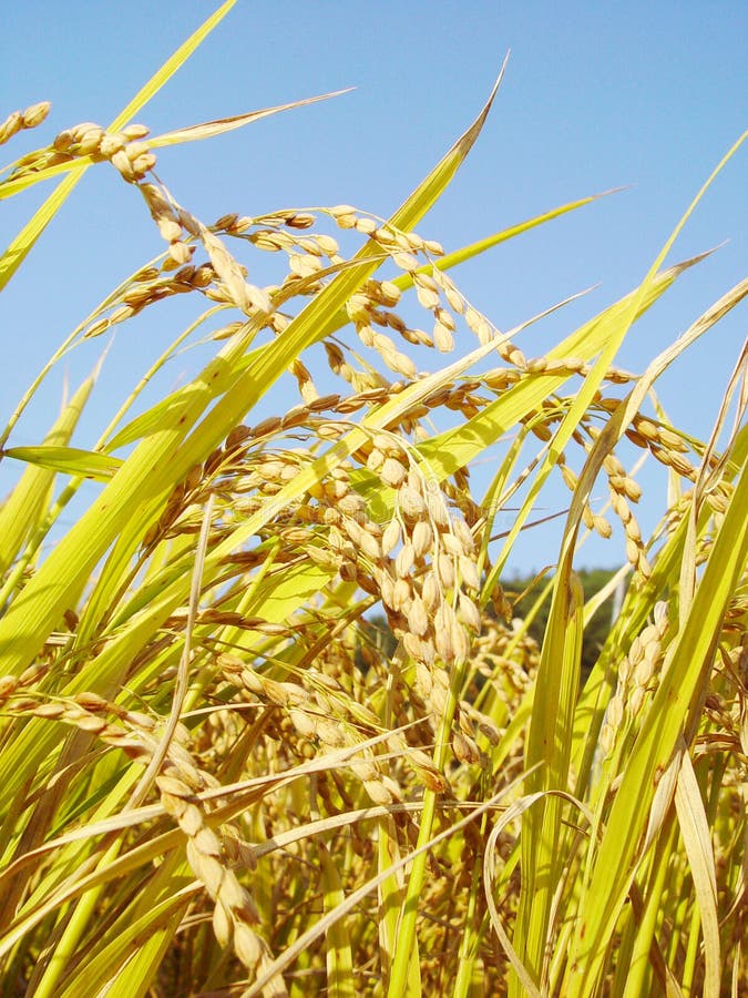Nature stock photo. Image of ruff, agriculture, plant - 82415528
