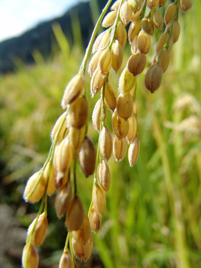 Nature stock photo. Image of ruff, farmer, rice, paddy - 82416022
