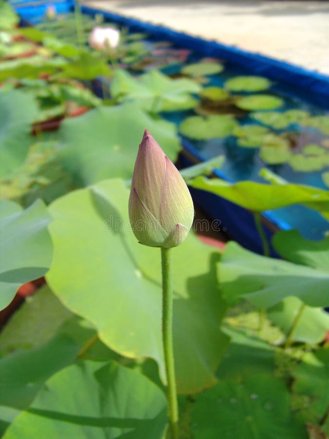 Nature stock photo. Image of ruff, tree, outdoors, thread - 82416028