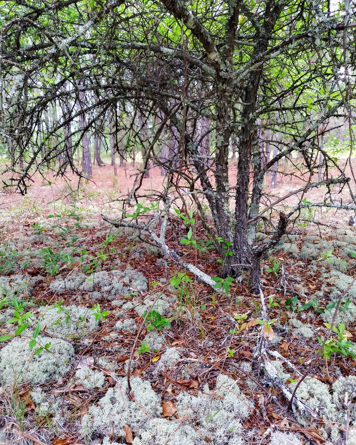 Tree Forest Pine Moss Nature Stock Image - Image of forest, plant ...
