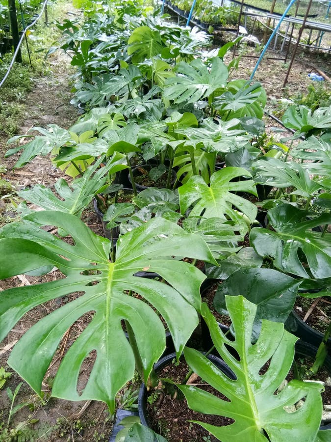 Green flowers stock image. Image of green, plant, trees - 136509557