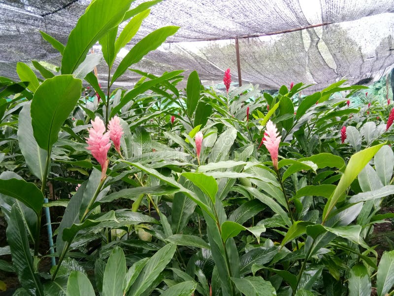 Nature , Plant , Trees, Green Flowers Stock Image - Image of trees ...