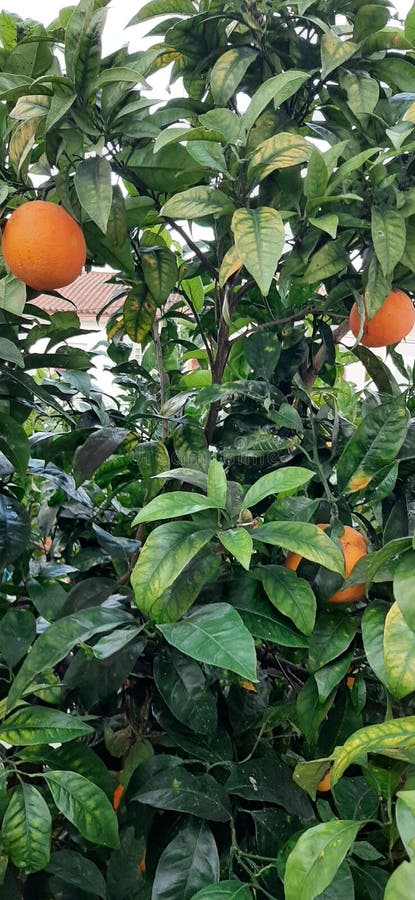 Nature Plants Orange Tree Oranges Tree Stock Photo - Image of oranges ...