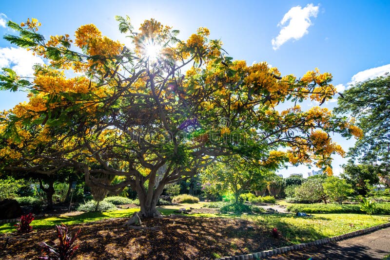 Nature and Plants in Park Around Waikiki Hawaii Stock Image - Image of ...