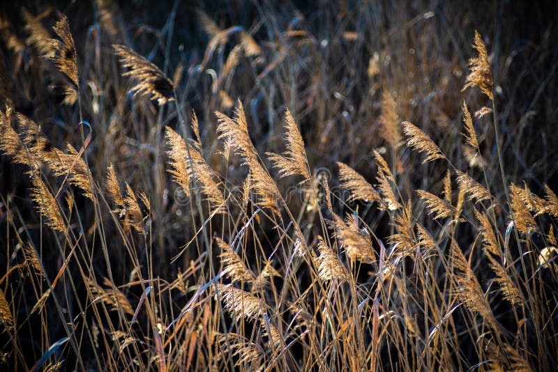 Rivera Del Rio with Spanish Vegetation Stock Image - Image of factory ...