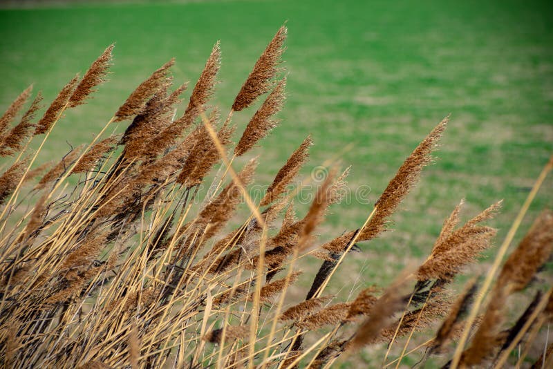 Wild Plants on the Bank of a River Stock Image - Image of bank, plants ...