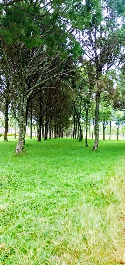 Nature and Pleasant Planted Forest that Improve the Environmental ...