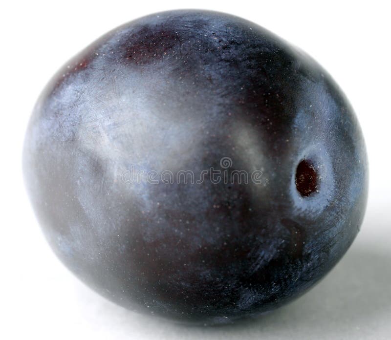 Nature plut stock photo. Image of color, plum, magenta - 801978