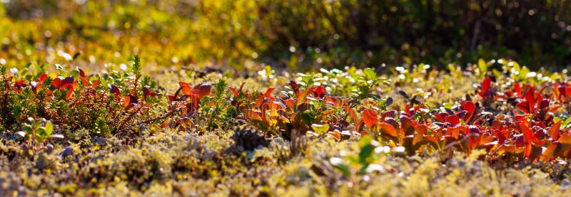 Nature of the Polar Region in the Autumn Stock Image - Image of lowland ...