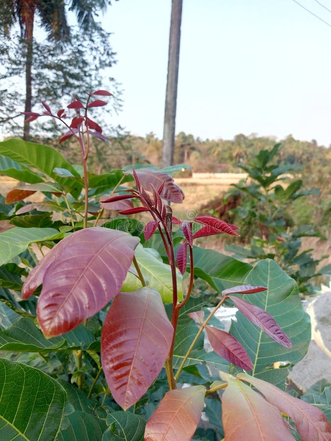 Poovam Stock Photos - Free & Royalty-Free Stock Photos from Dreamstime