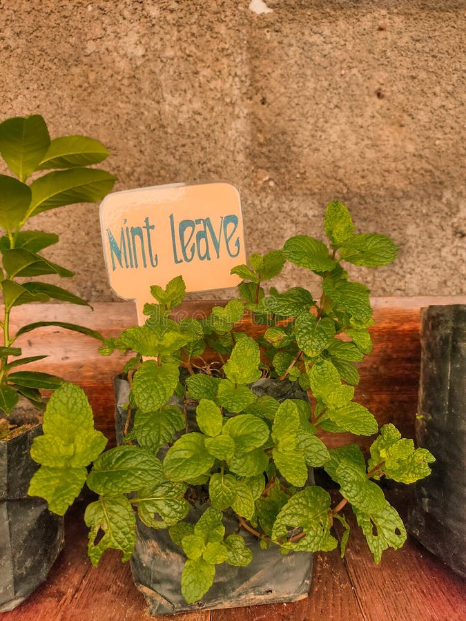 Nature Portrait of Mint Leave Stock Image - Image of mint, potrait ...