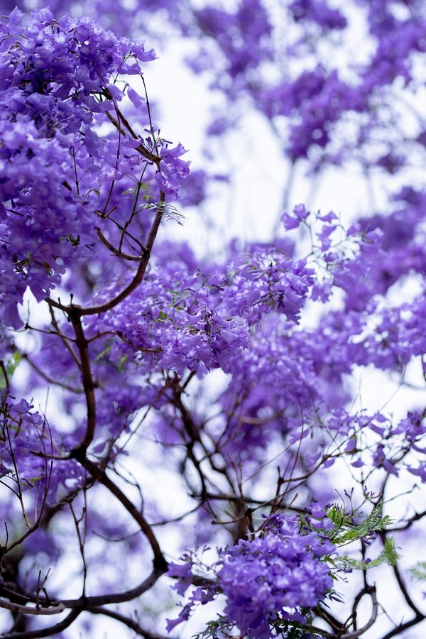 Nature Poster: Bloom Flowers Fo the Tree Stock Image - Image of pattern ...