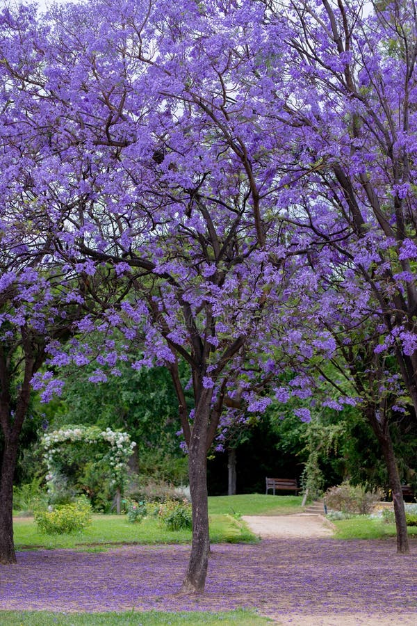 Nature Poster: Bloom Flowers Fo the Tree Stock Photo - Image of ...