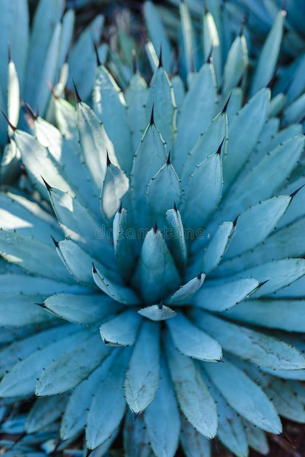 Nature Poster. Blue Plant of Succulent with Needles Stock Photo - Image ...