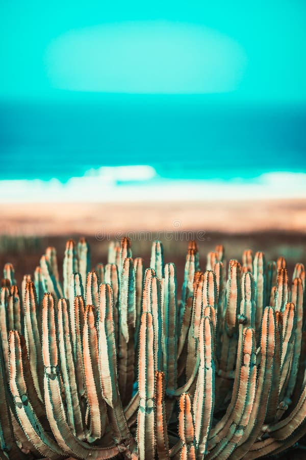 Cactus with a shadow stock image. Image of light, flower - 21159123