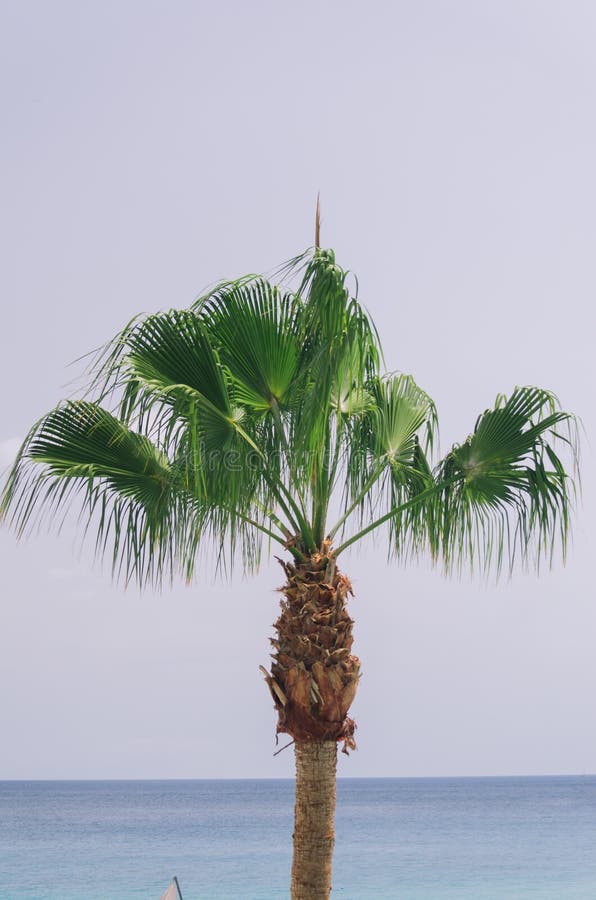Nature Poster. Green Palm Tree and Ocean Stock Image - Image of horizon ...
