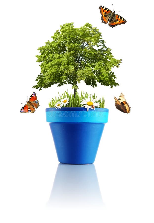 Nature in a pot stock image. Image of leaf, flora, green - 9377171