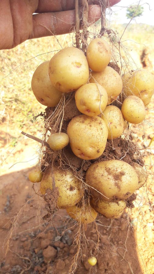 421 Poto Stock Photos - Free & Royalty-Free Stock Photos from Dreamstime