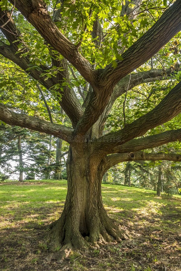 Nature stock image. Image of green, jungle, temperature - 47902565
