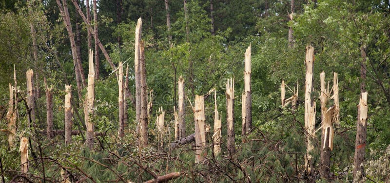 Nature Power, Trees Snapped in Half Tornado Storm Stock Image - Image ...
