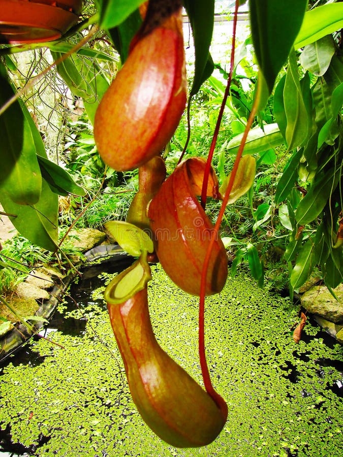 Nature predatory flower stock photo. Image of leaves - 250913746