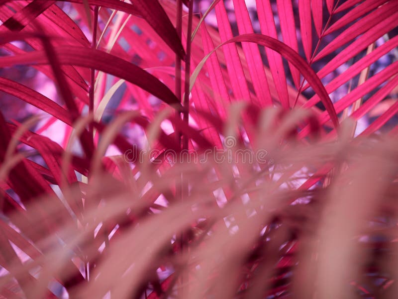 Nature Presentation with Beautiful Concept Stock Photo - Image of flora ...