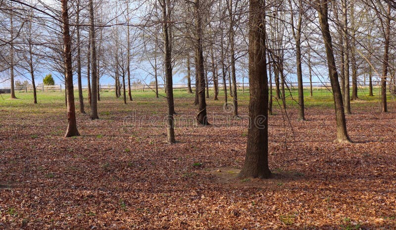 Nature Presents Tree Trunk Arrangement Stock Photo - Image of tree ...