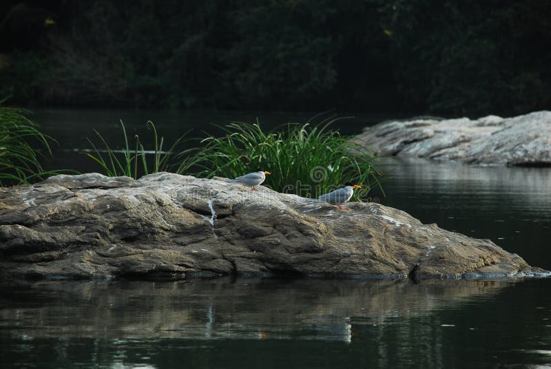 Nature stock image. Image of colour, birdsantuary, coexist - 70887211