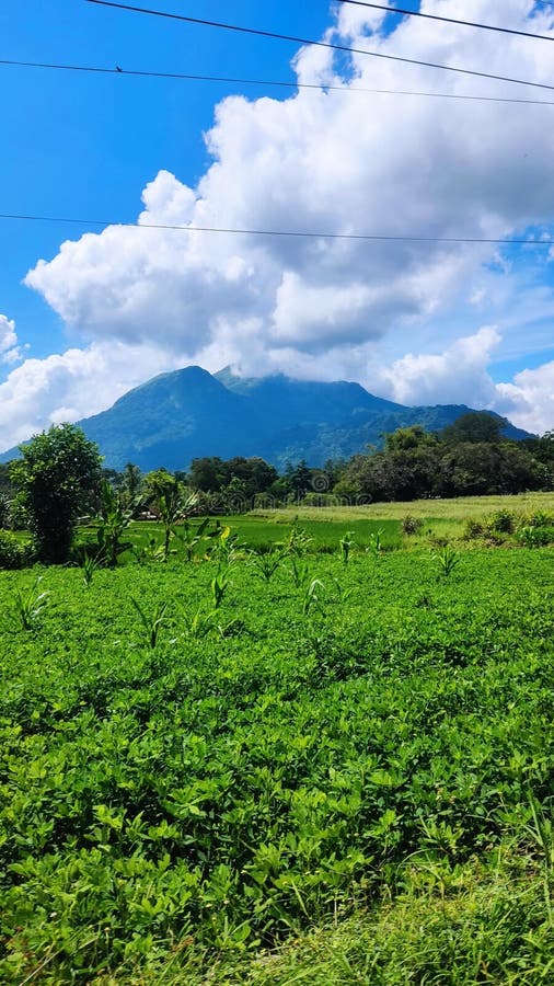 Prigen Area Stock Photos - Free & Royalty-Free Stock Photos from Dreamstime