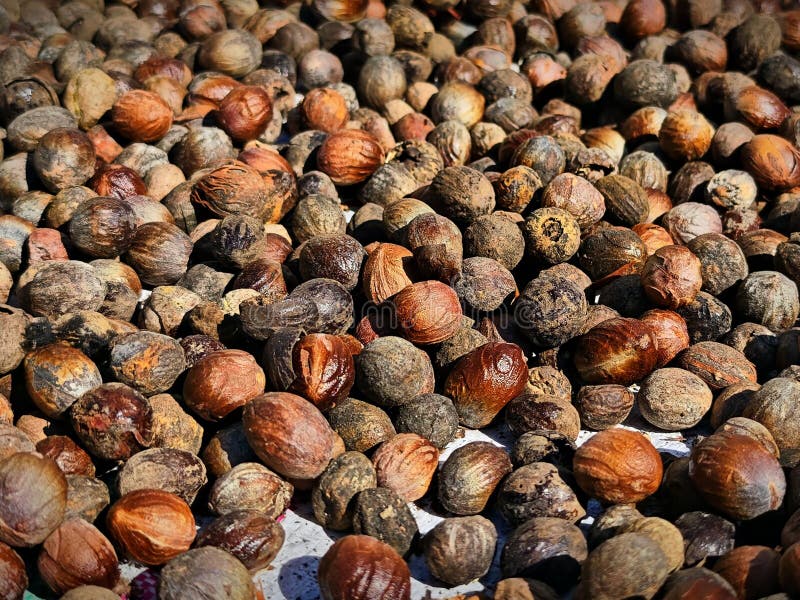 Nature Processing Nutmeg : Dried Under the Sunlight Stock Photo - Image ...