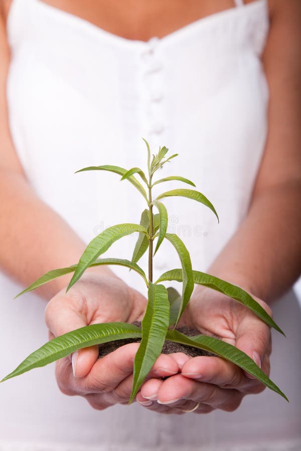 Nature protection stock photo. Image of holding, growth - 11385498